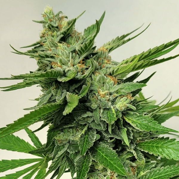 Atomic Crippy - Deep Green Genetics