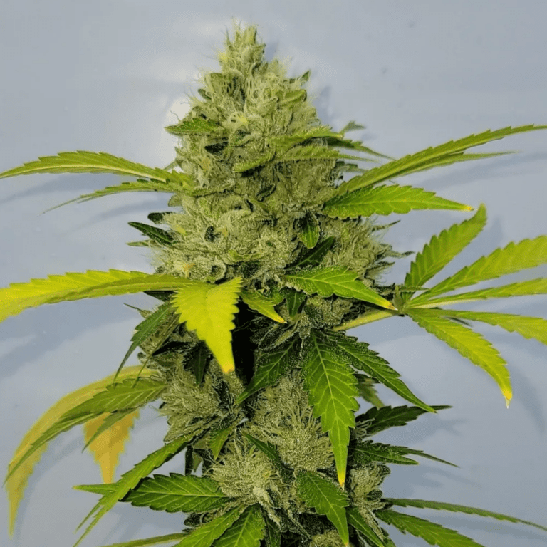 Mind Block - Deep Green Genetics