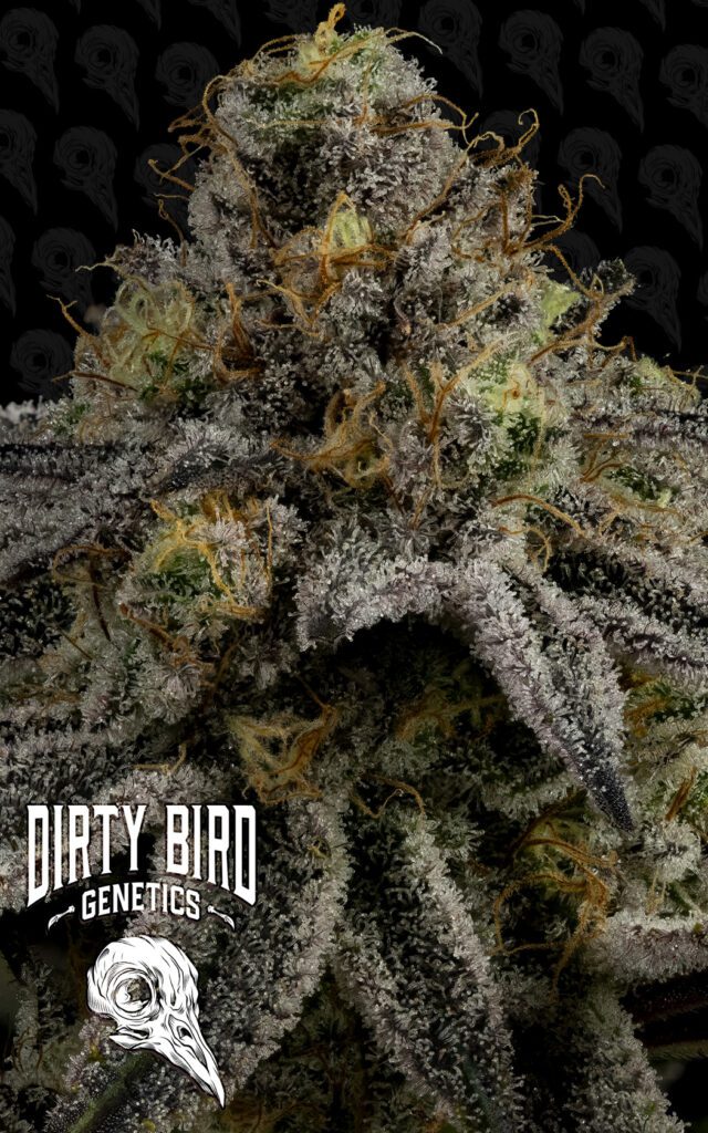 Bad Apple - Deep Green Genetics