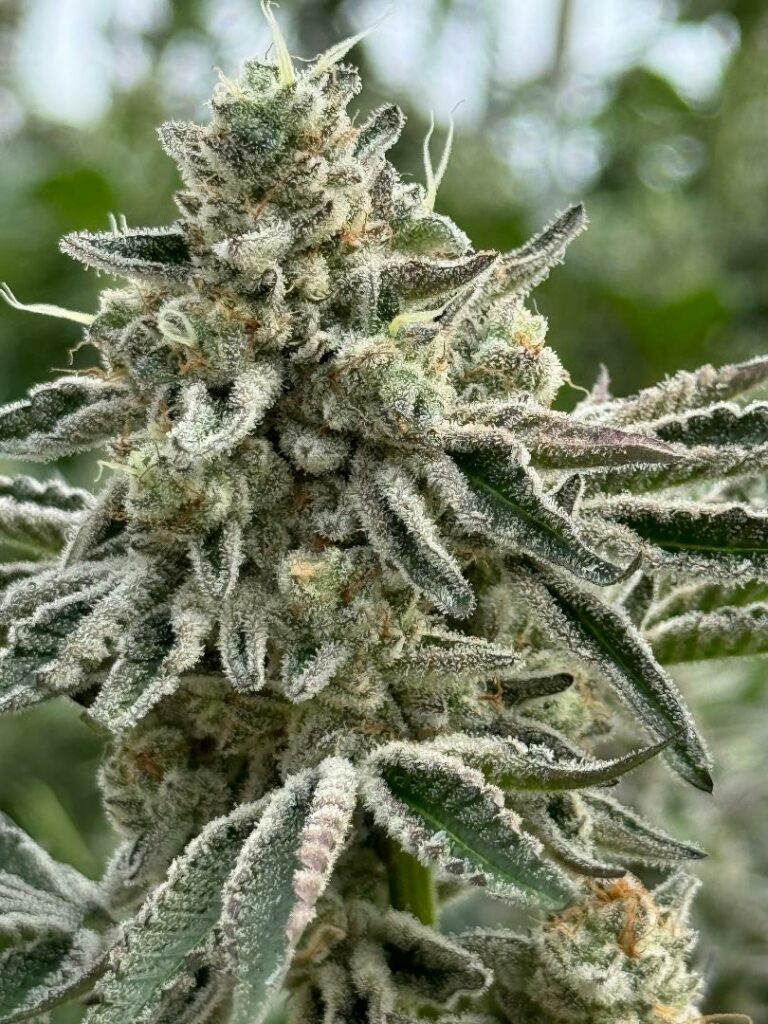 Russian Assassin - Deep Green Genetics