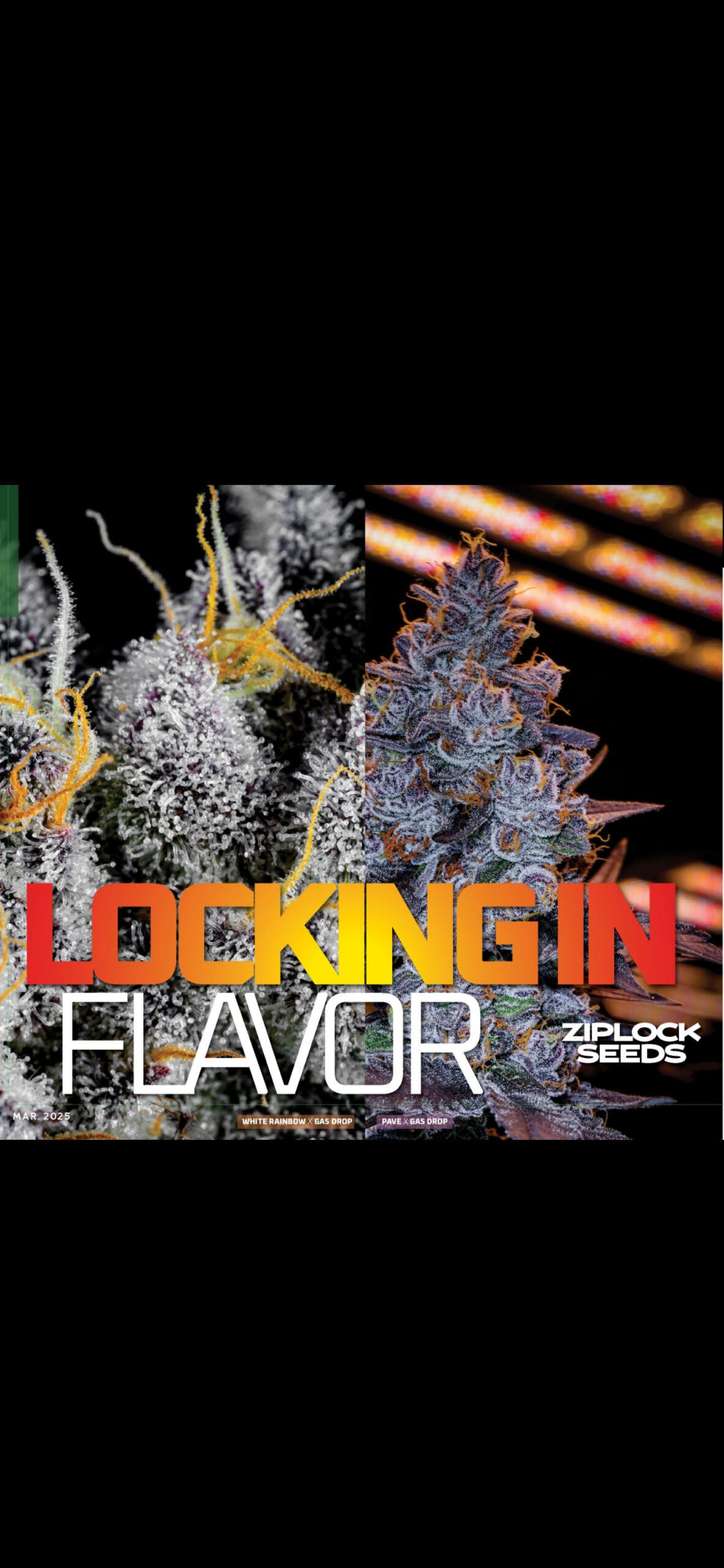 News - Deep Green Genetics